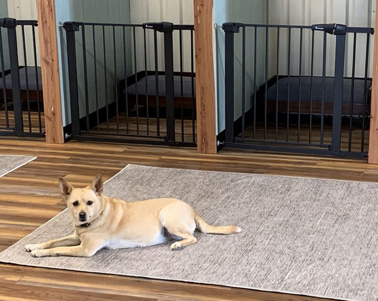 Dog Boarding Kennel - Marble Falls - Woof Pack Lodge