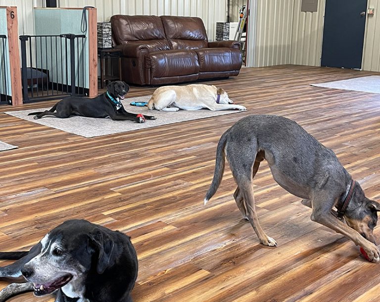 Contact - Dog Boarding Kennel - Marble Falls - Woof Pack Lodge